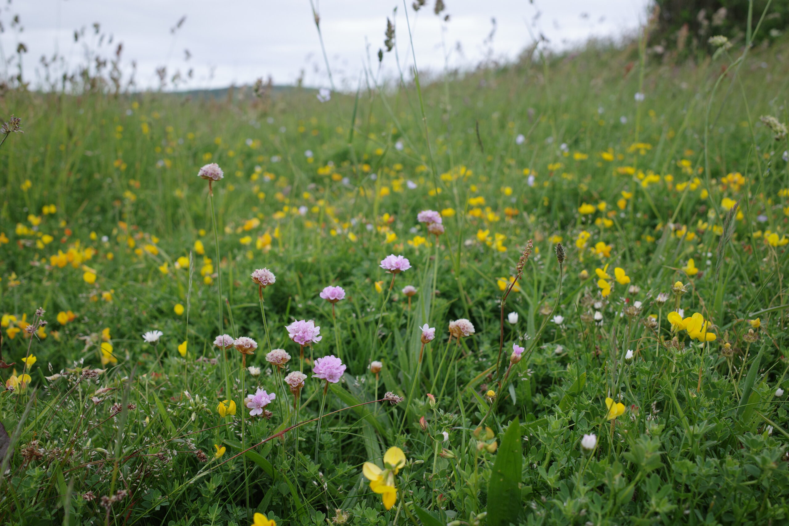 Seeding for Success - South Devon National Landscape